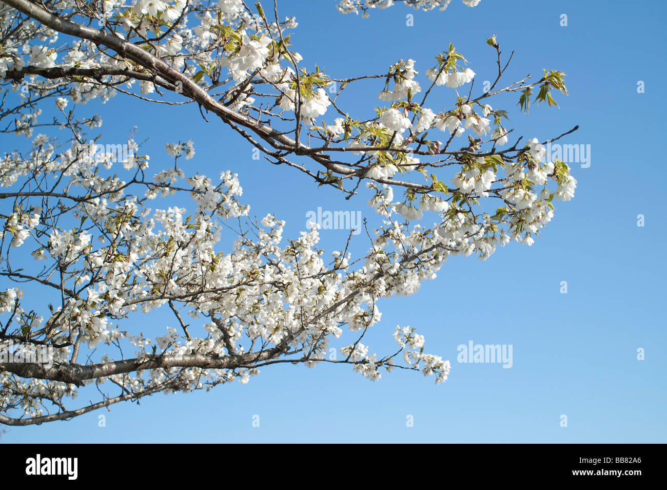 Japanese cherry tree, Sakura, branches, Japan Stock Photo - Alamy