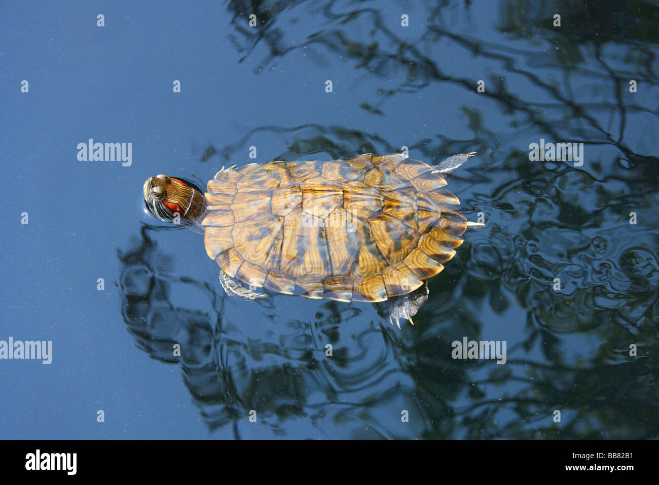 The red-eared slider, also known as the red-eared terrapin, Mumbai ...