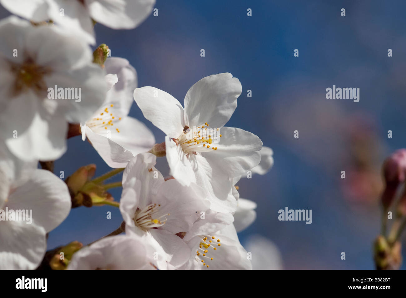 Cherry tree japan hi-res stock photography and images - Alamy