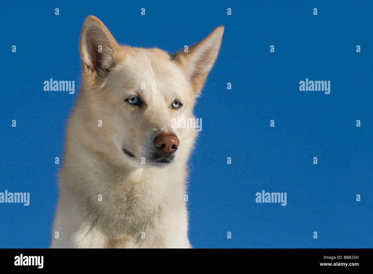 Siberian Husky, portrait Stock Photo - Alamy