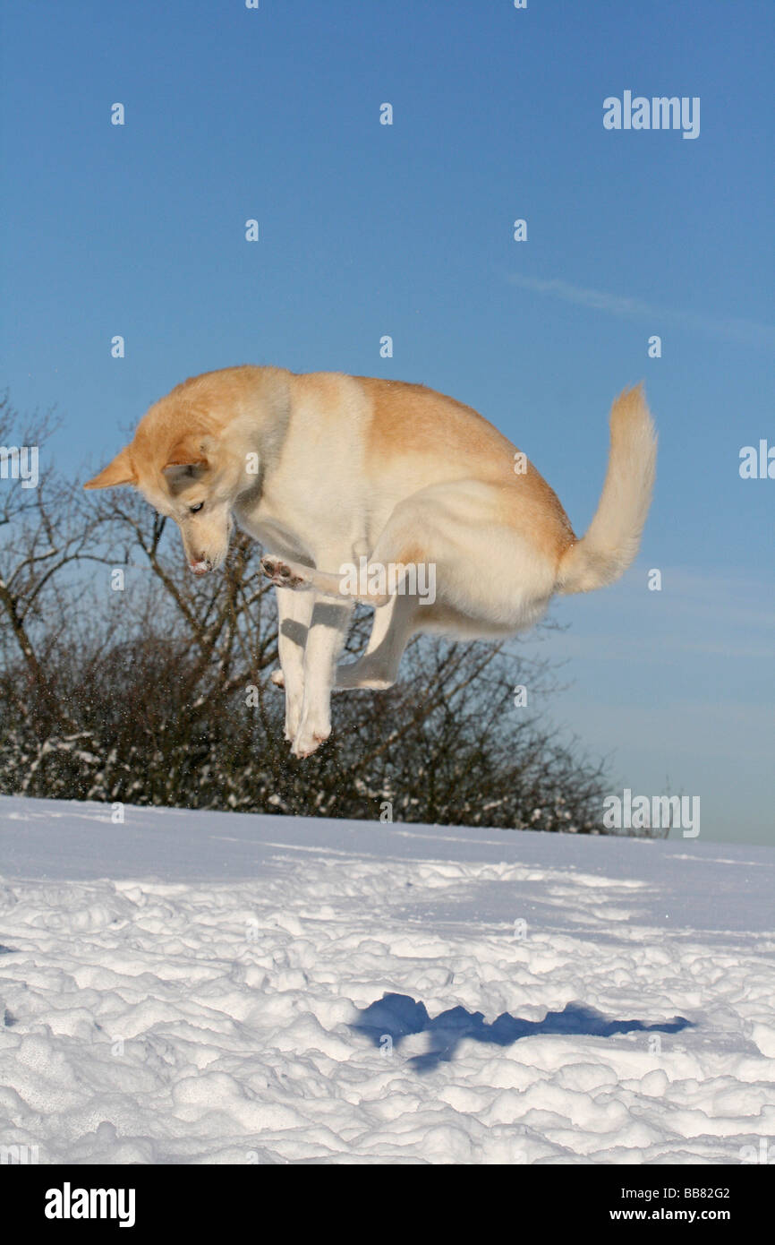 Siberian Husky jumping up, snow Stock Photo - Alamy