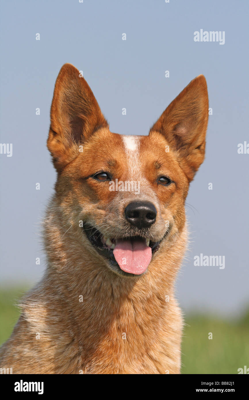 Australian dog dogs australia hi-res stock photography and images - Alamy