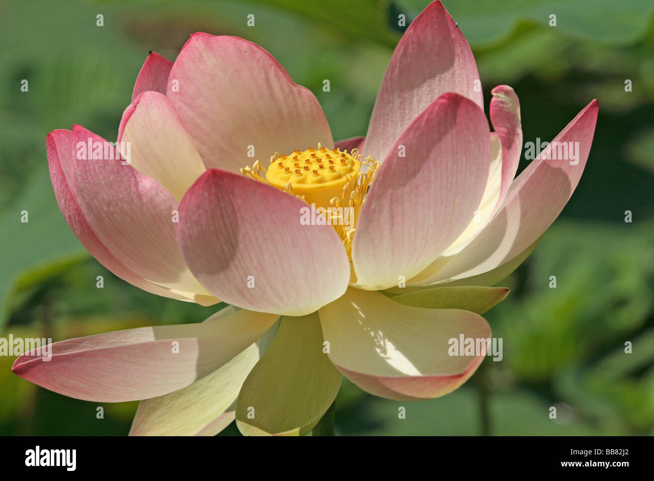 Indian lotus hi-res stock photography and images - Alamy