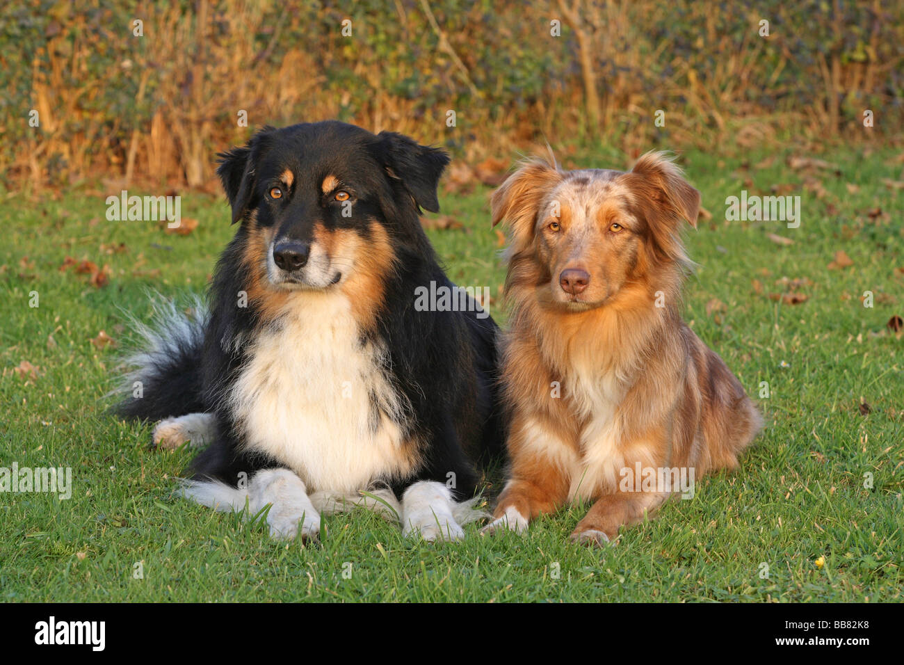 Two Australian Shepherds lying on a meadow next to each other, male dog ...