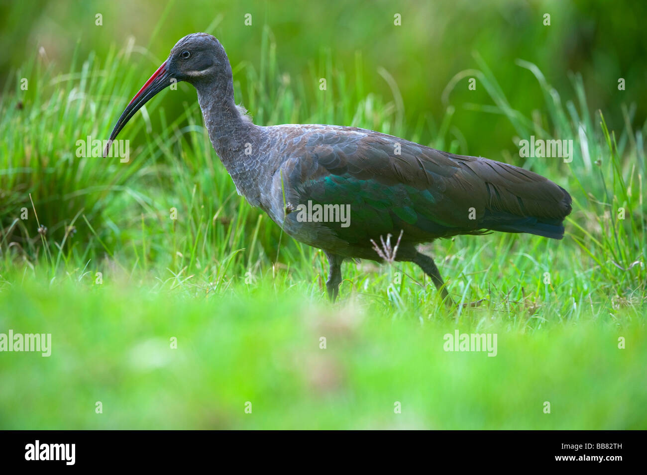 Hadada Ibis (Bostrychia hagedash), Mount Kenya National Park, Kenya ...