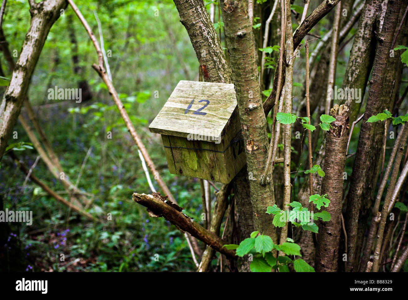 Dormouse nest box in wood Stock Photo - Alamy
