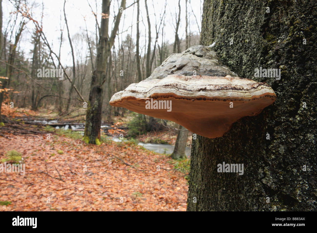 Fungus growing tree fungus hi-res stock photography and images - Alamy