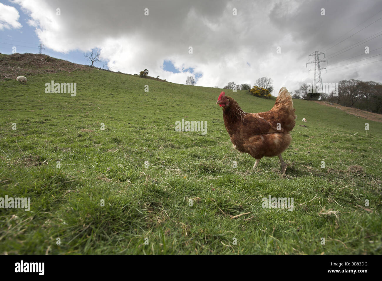 Free range chicken Stock Photo - Alamy