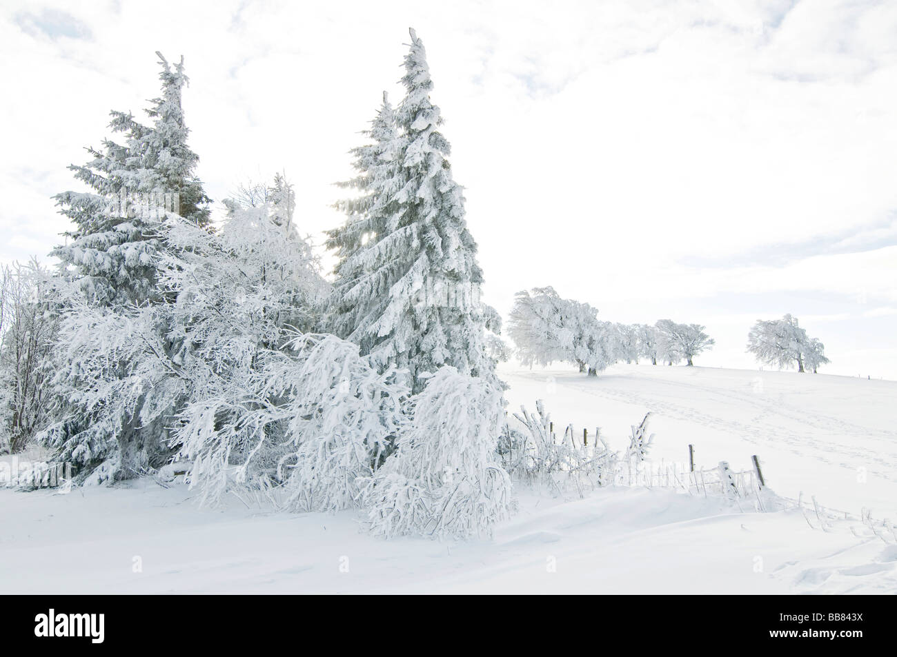 Tanne tannen hi-res stock photography and images - Alamy