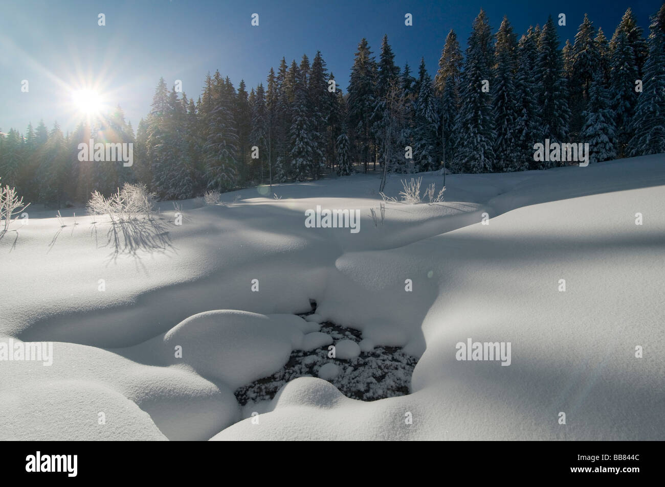 Forest clearing in the forest sky hi-res stock photography and images ...