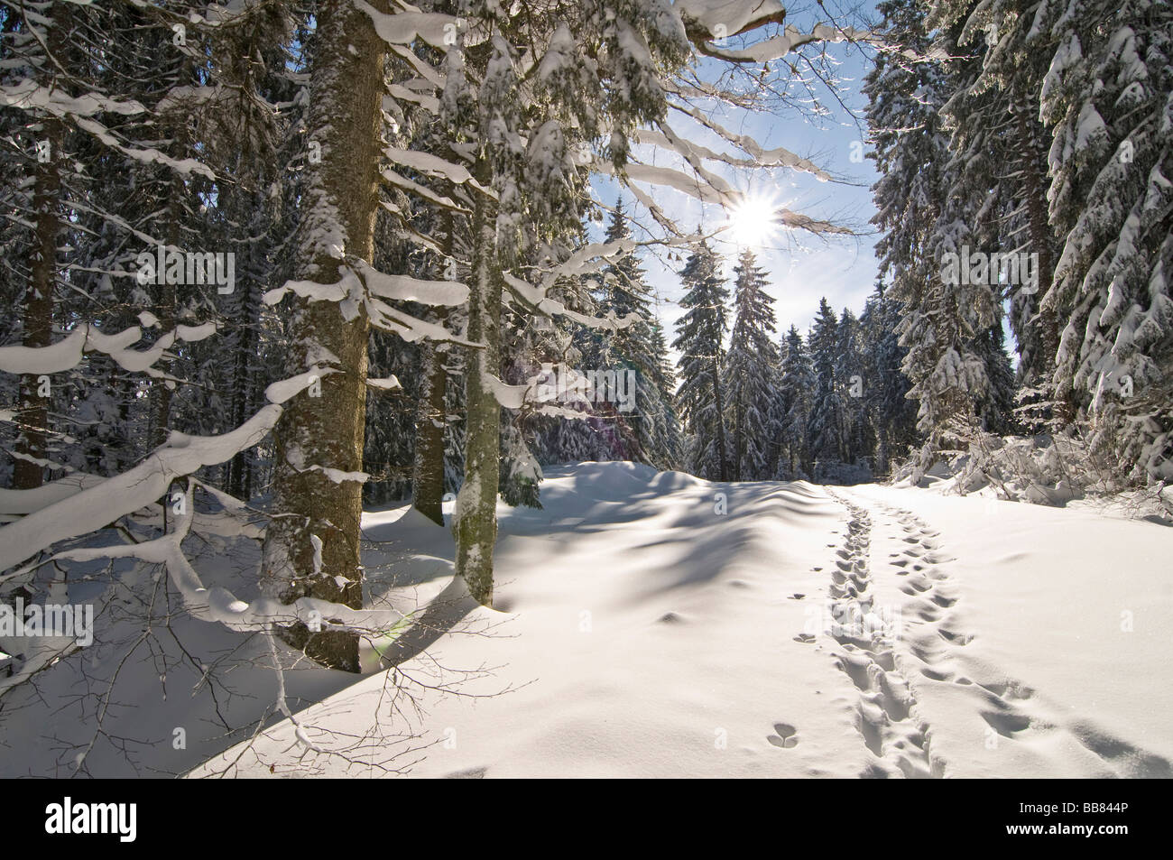 Snow-covered clearing with sun and tracks in the snow in the morning ...
