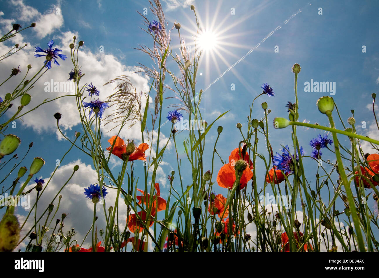 Meadow From Worms Eye View High Resolution Stock Photography and Images ...
