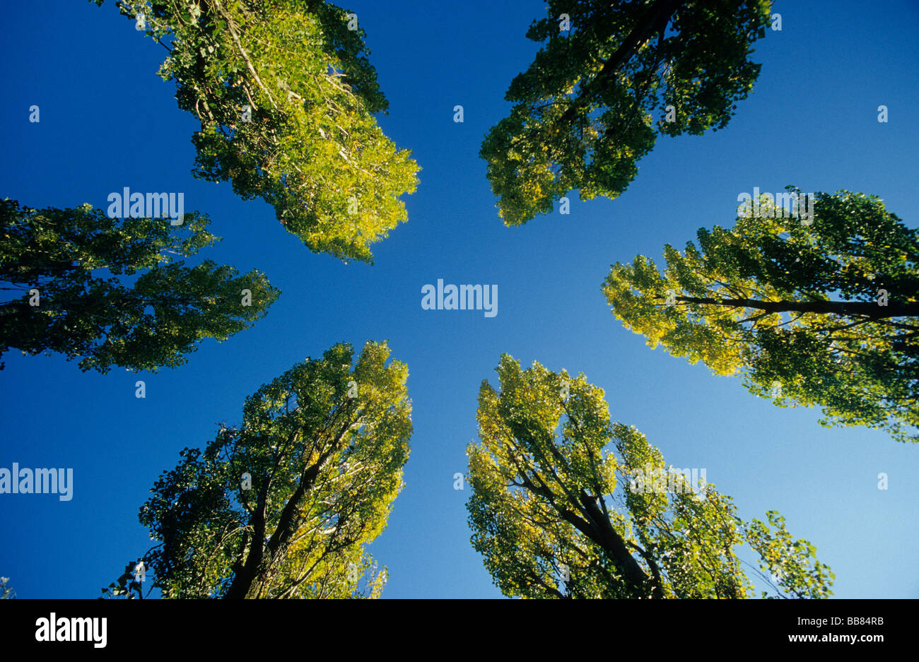 Deciduous trees, in an oval, four seasons series, Munich, Bavaria ...