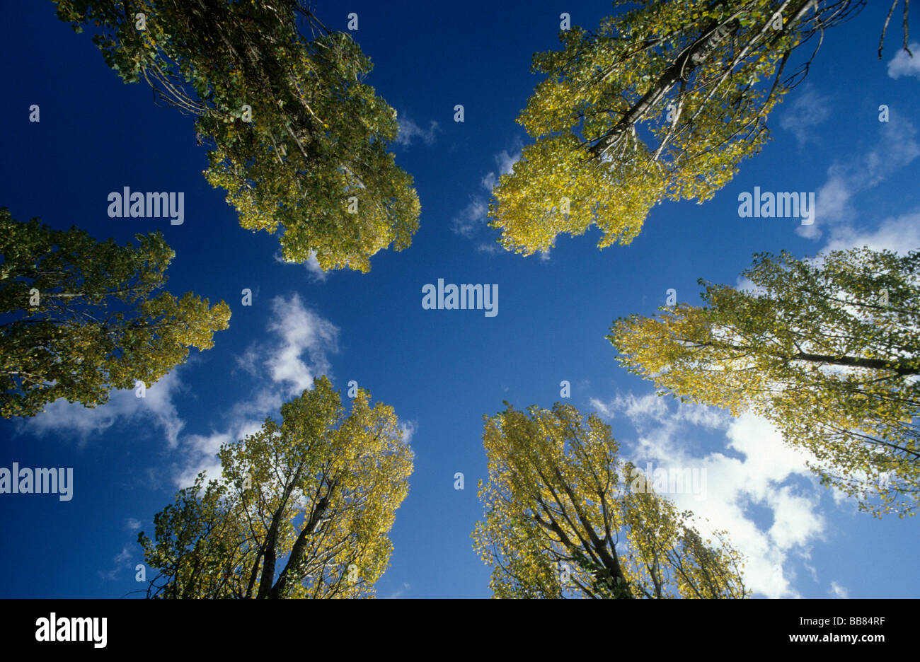 Deciduous trees, in an oval, four seasons series, Munich, Bavaria ...