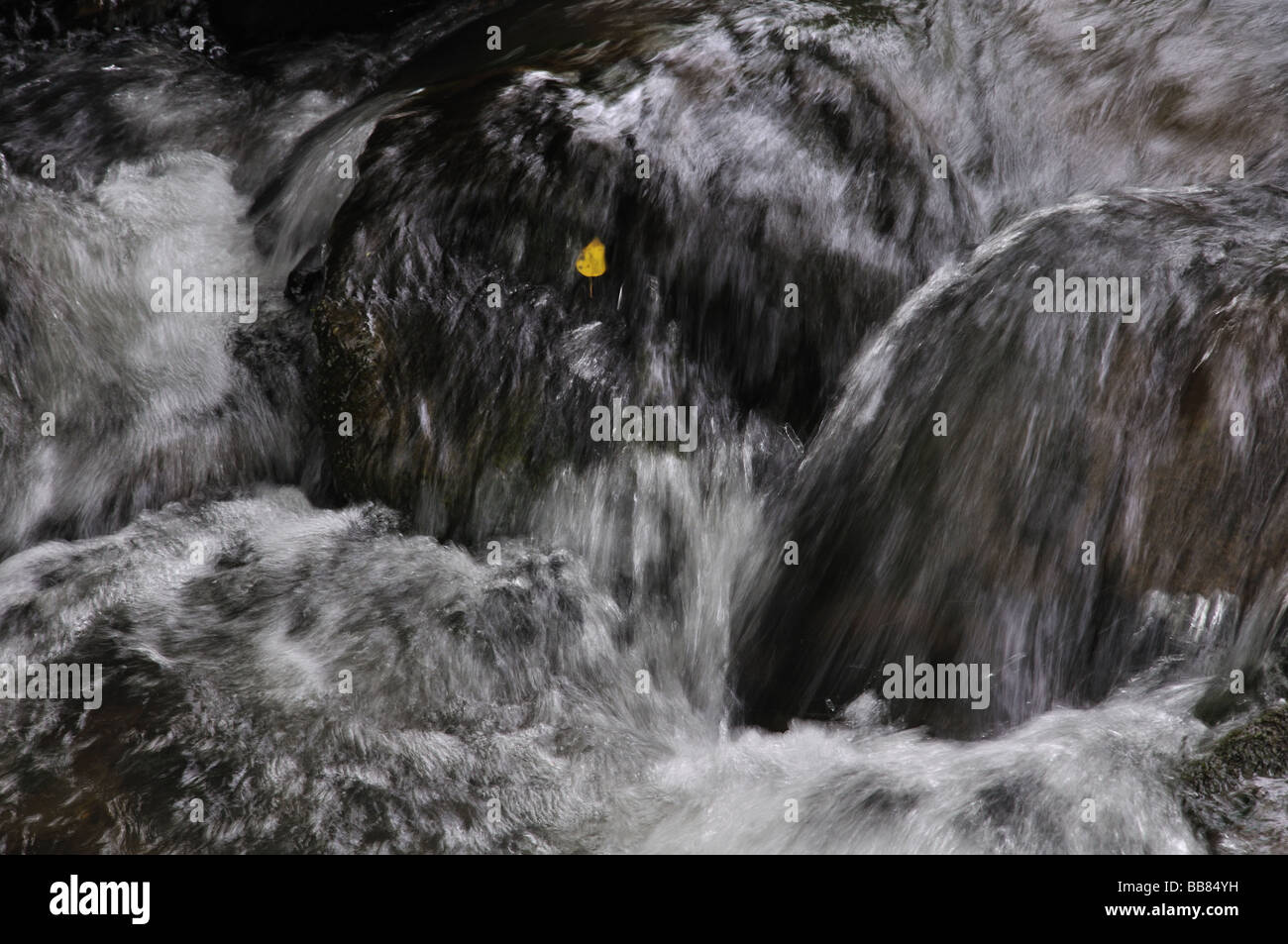 Yellow leaf stream Stock Photo - Alamy