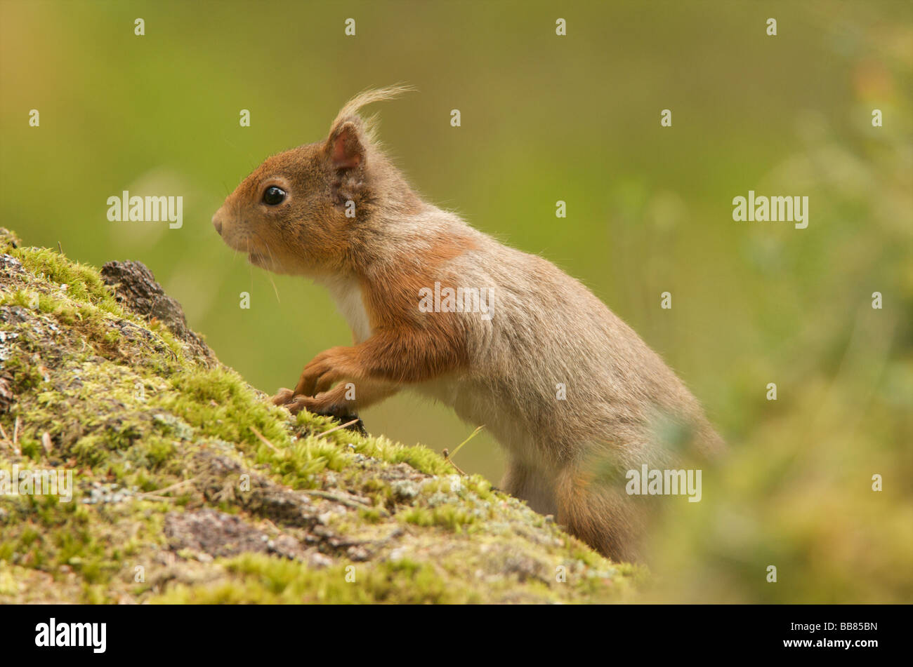 Decline of the red squirrel hi-res stock photography and images - Alamy