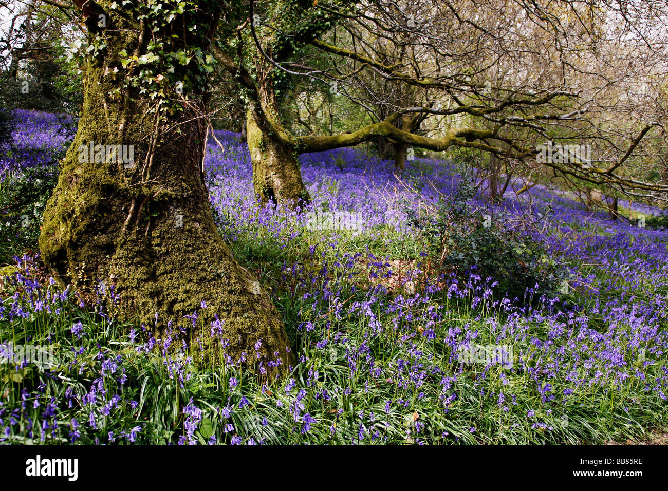 Bluebell woods near the village of Batcombe on the Dorset Downs Stock ...
