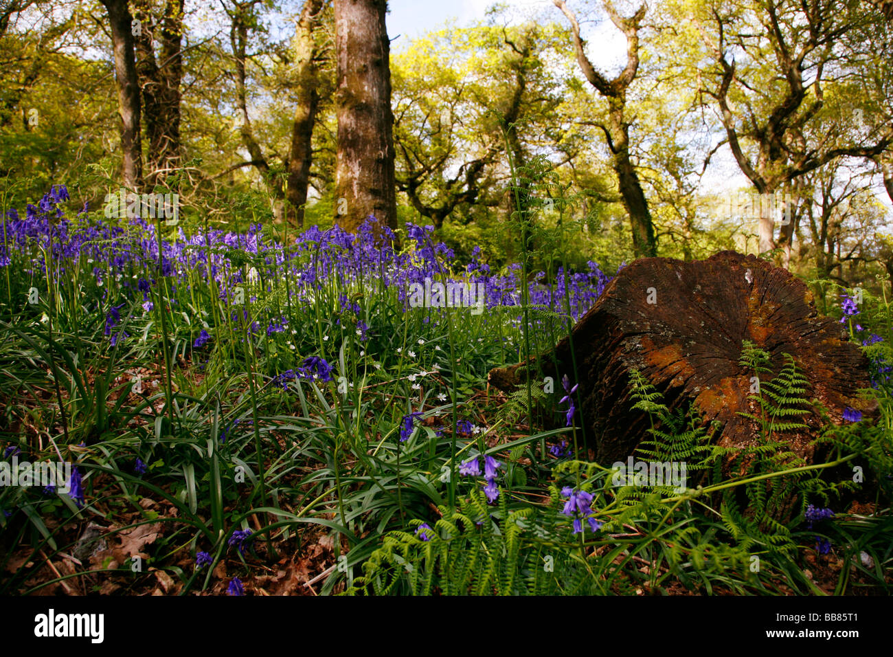 Bluebell woods near the village of Batcombe on the Dorset Downs Stock ...