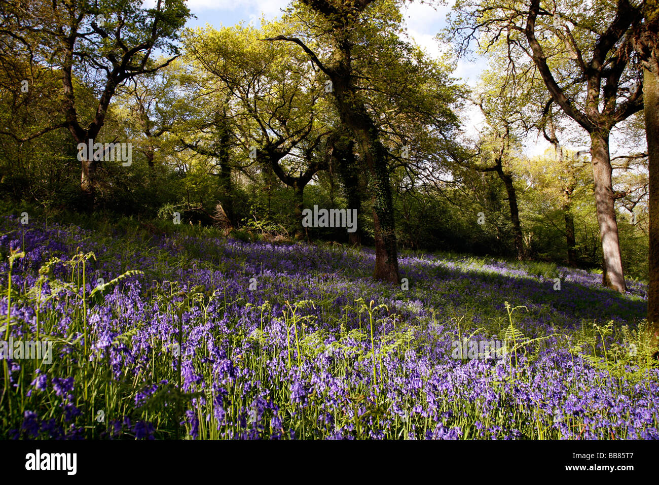 A glade in bluebell woods near the village of Batcombe on the Dorset ...