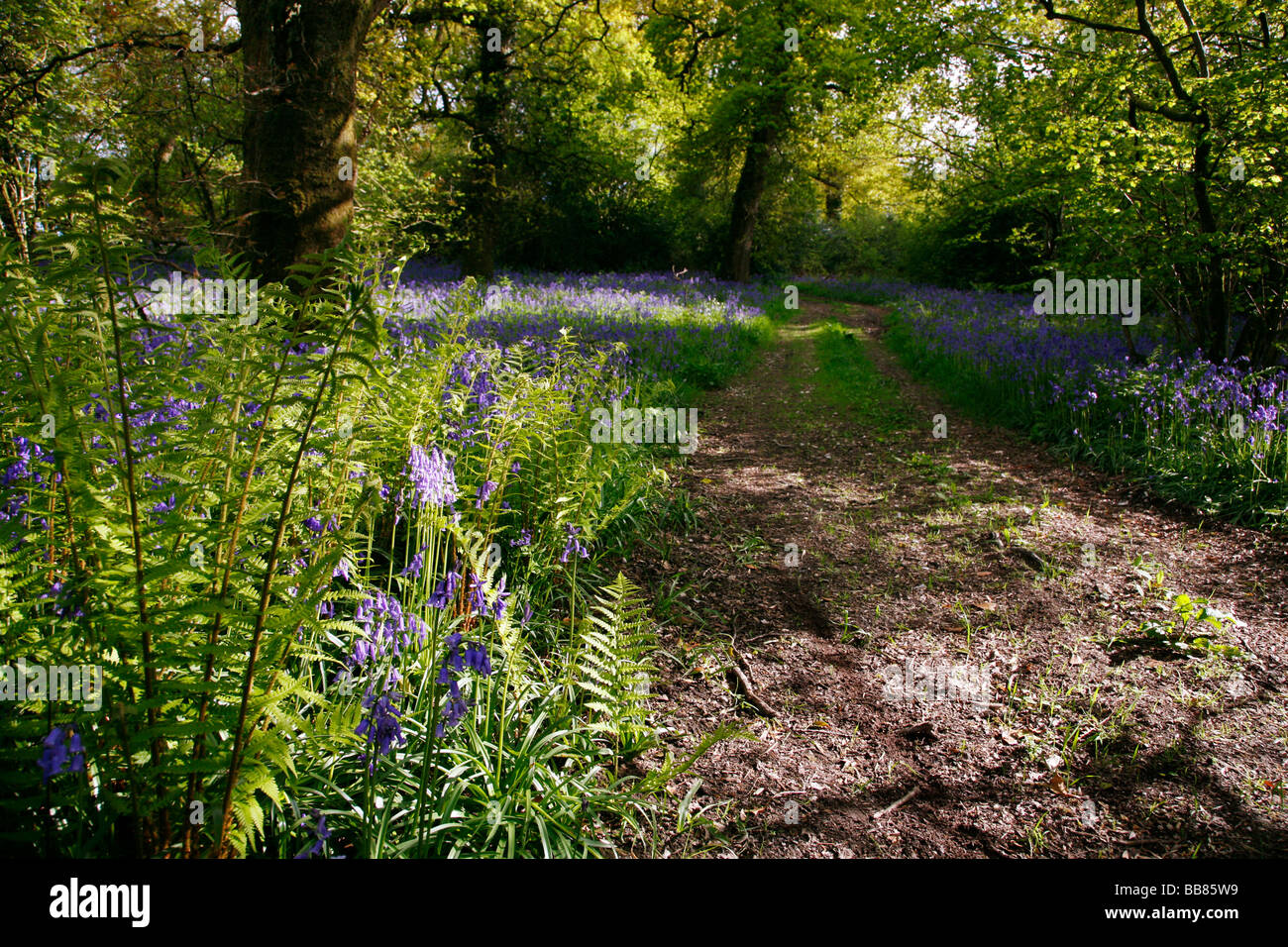 Path through bluebell woods near the Dorset village of Yetminster Stock ...