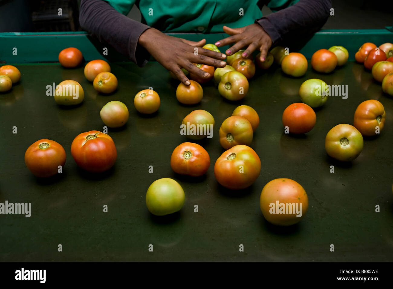 Female worker sorting tomatoes in a fresh produce packing shed. Pongola ...