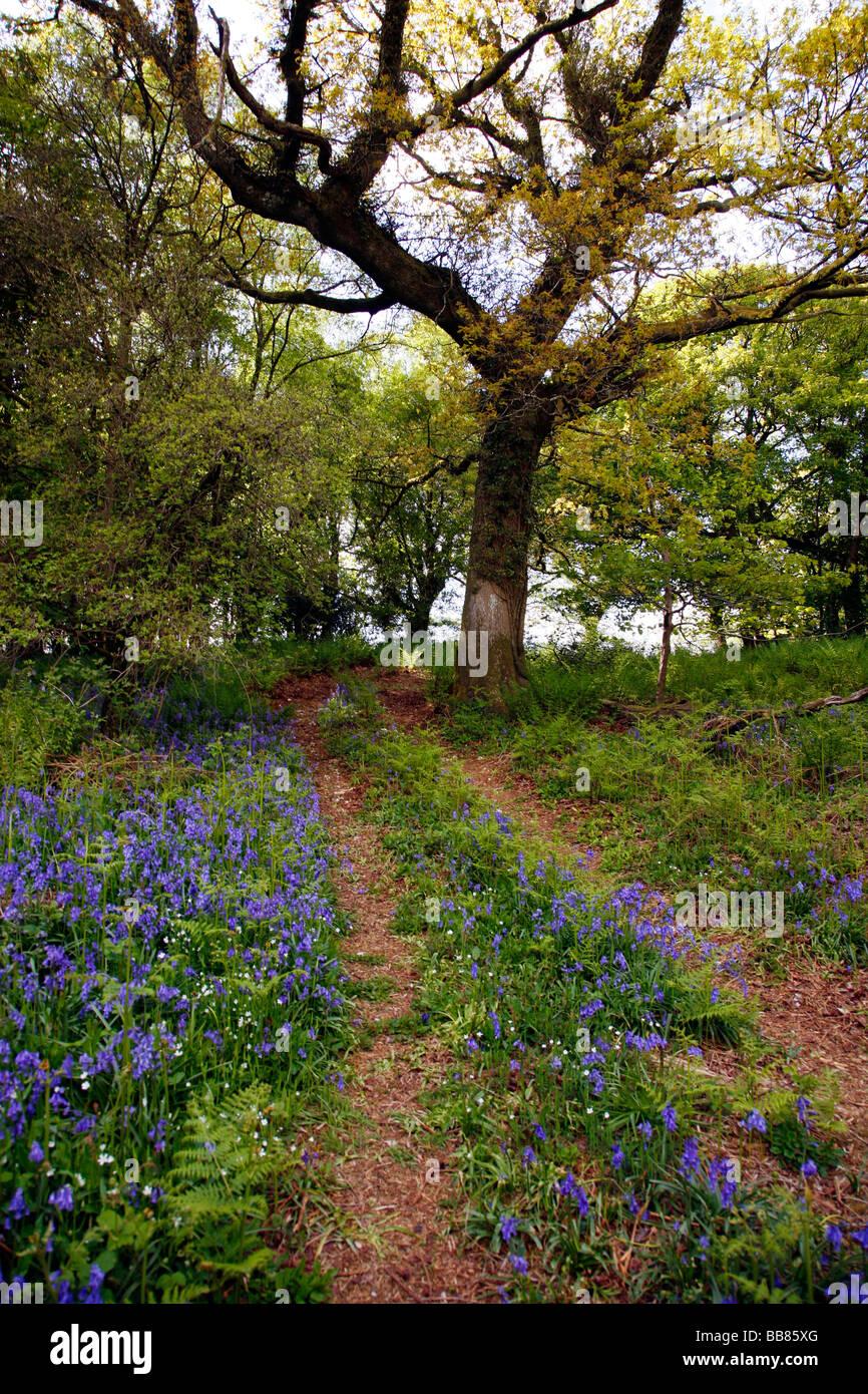 Path through bluebell woods near the village of Batcombe on the Dorset ...