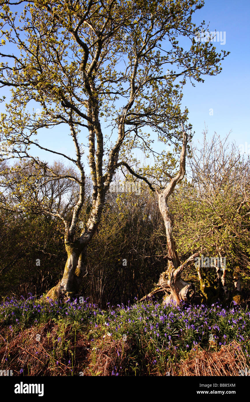 Hillside woods hi-res stock photography and images - Alamy