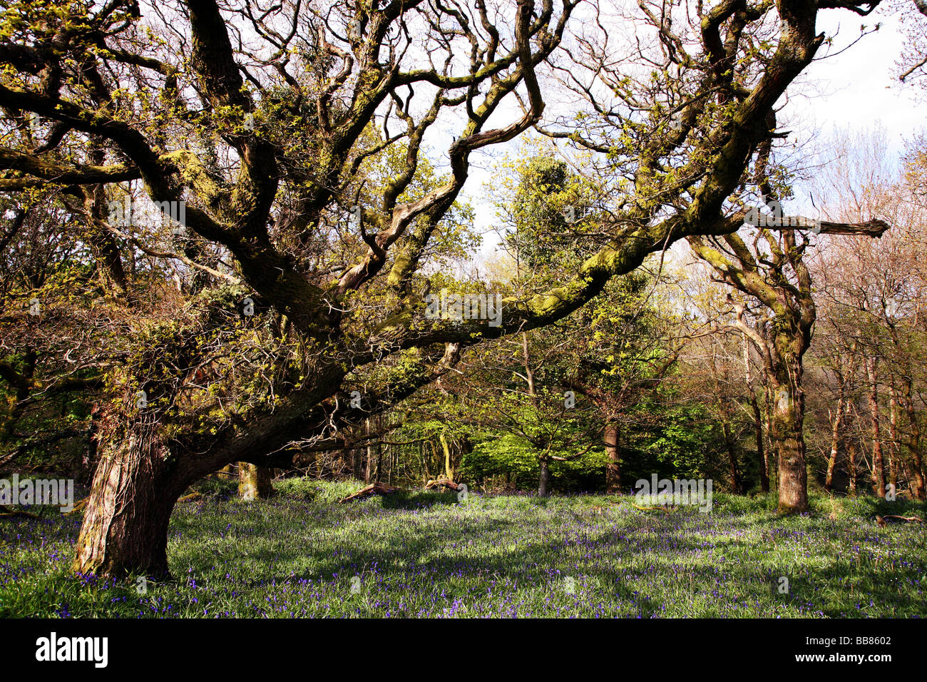 Bluebell woods near the village of Batcombe on the Dorset Downs Stock ...