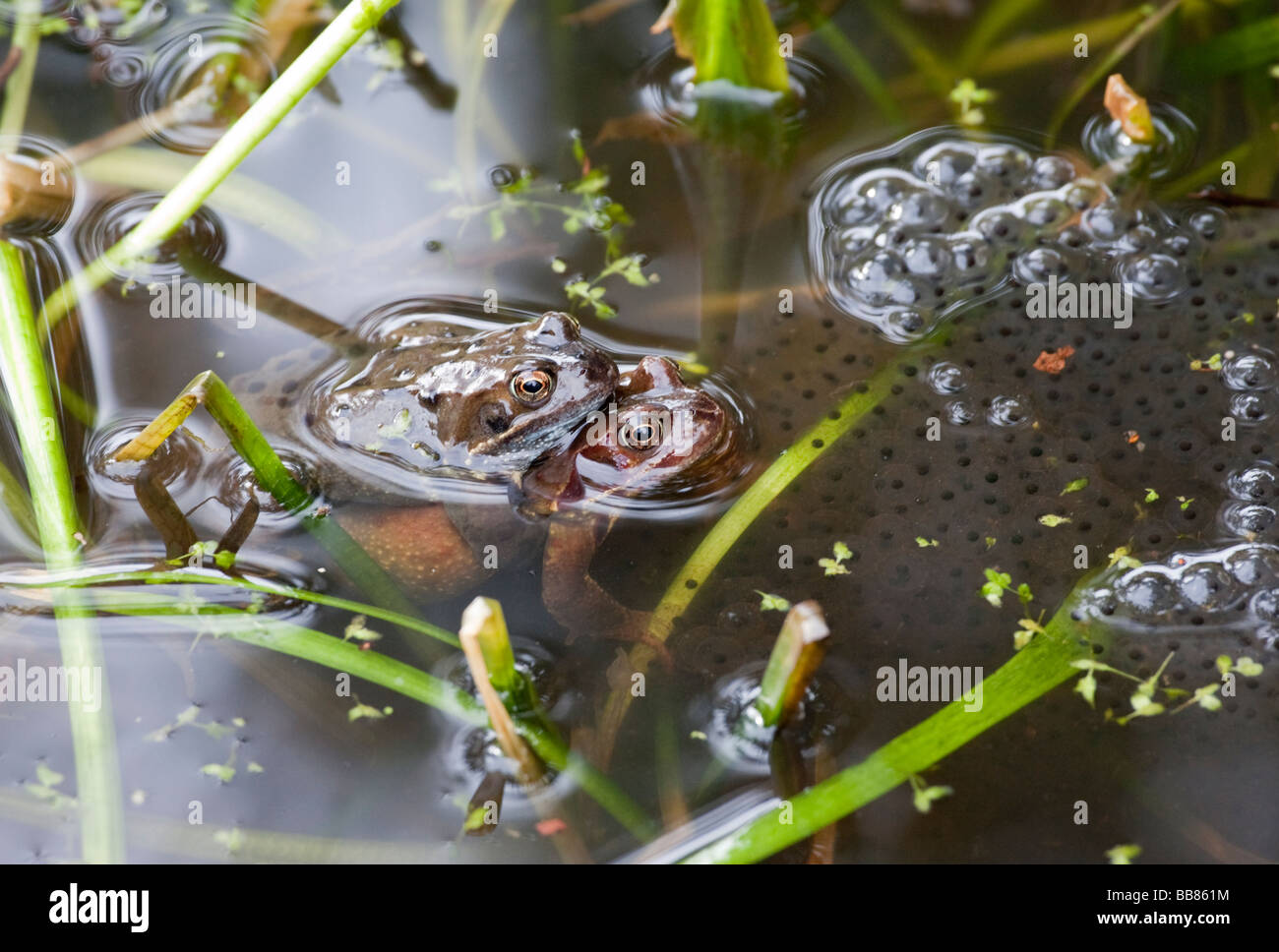 Frogspawn hi-res stock photography and images - Alamy
