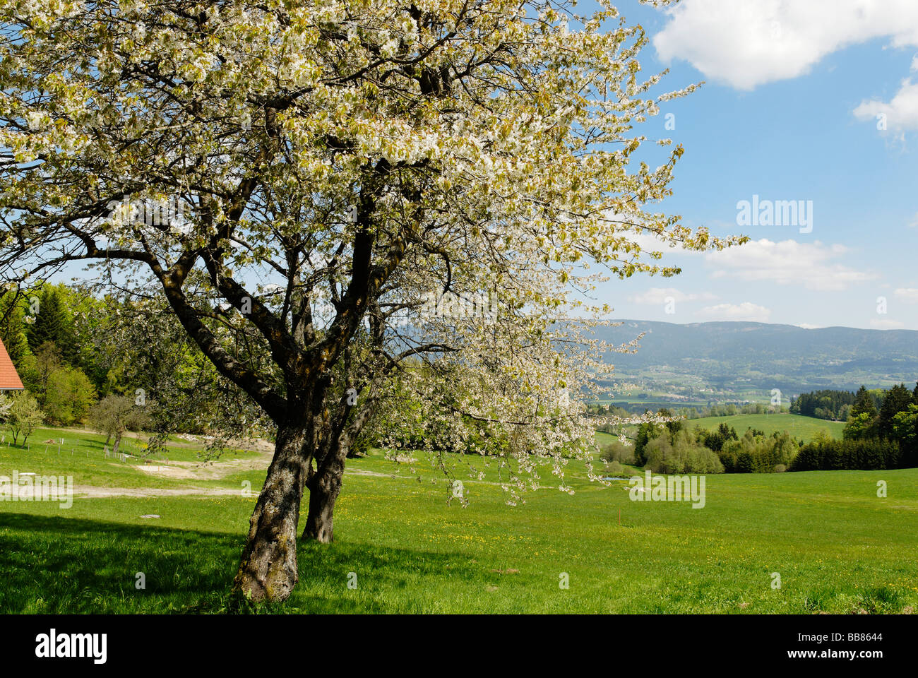 Near Breitenberg, Bavarian Forest, Lower Bavaria, Germany, Europe Stock ...