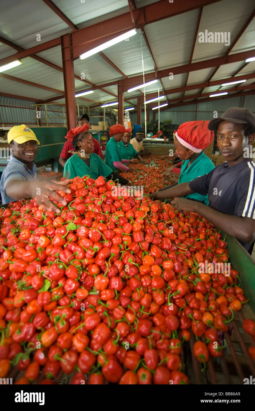 African ethnicity factory workers packing baby bell peppers. Pongola ...