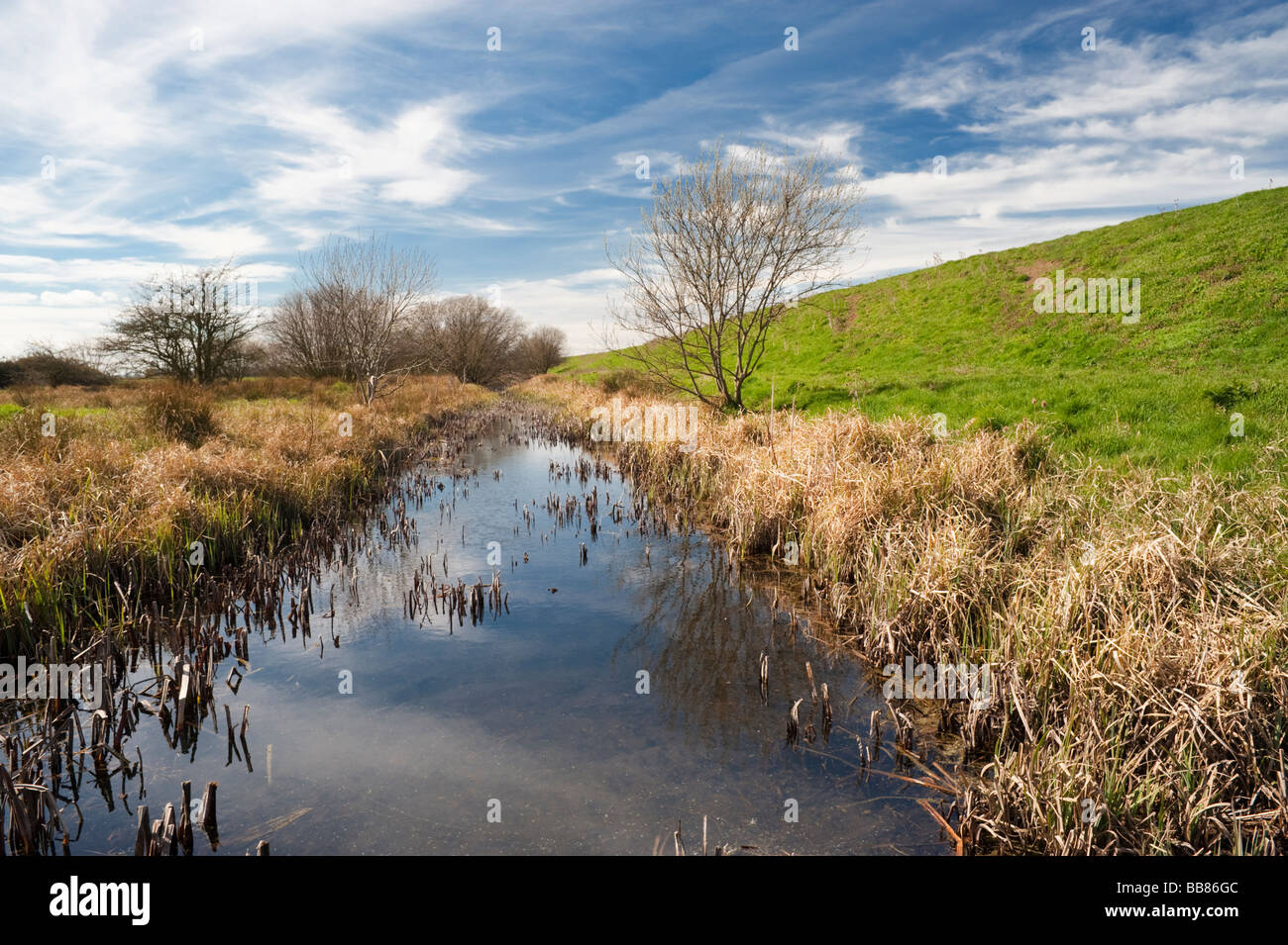 Drain The Swamp Stock Photos & Drain The Swamp Stock Images - Alamy
