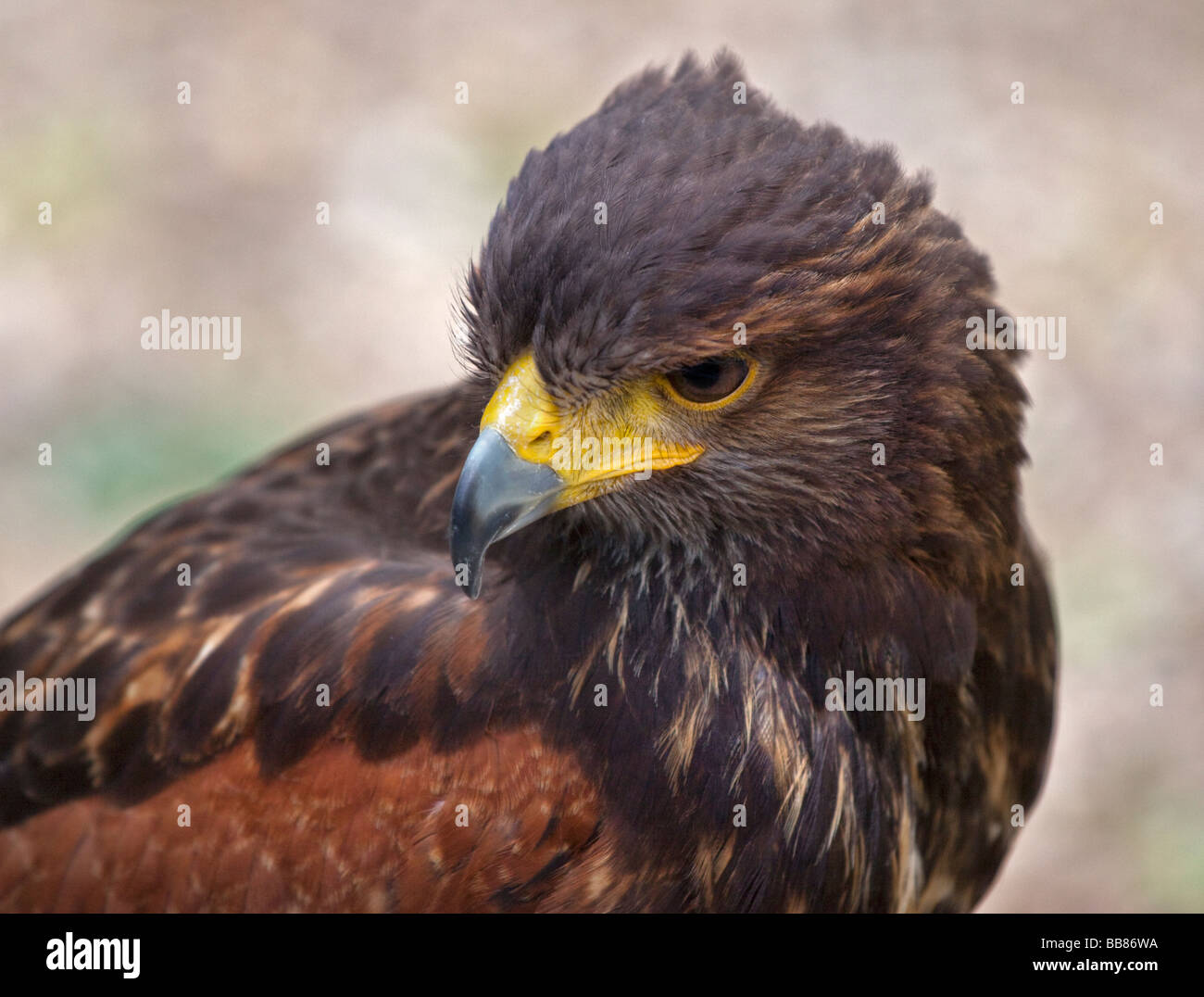 Harris hawk uk hi-res stock photography and images - Alamy