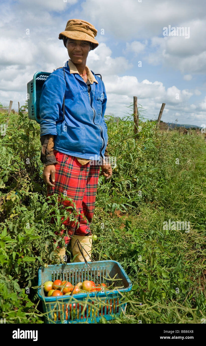 African woman farm worker smiling at the camera while picking tomatoes ...