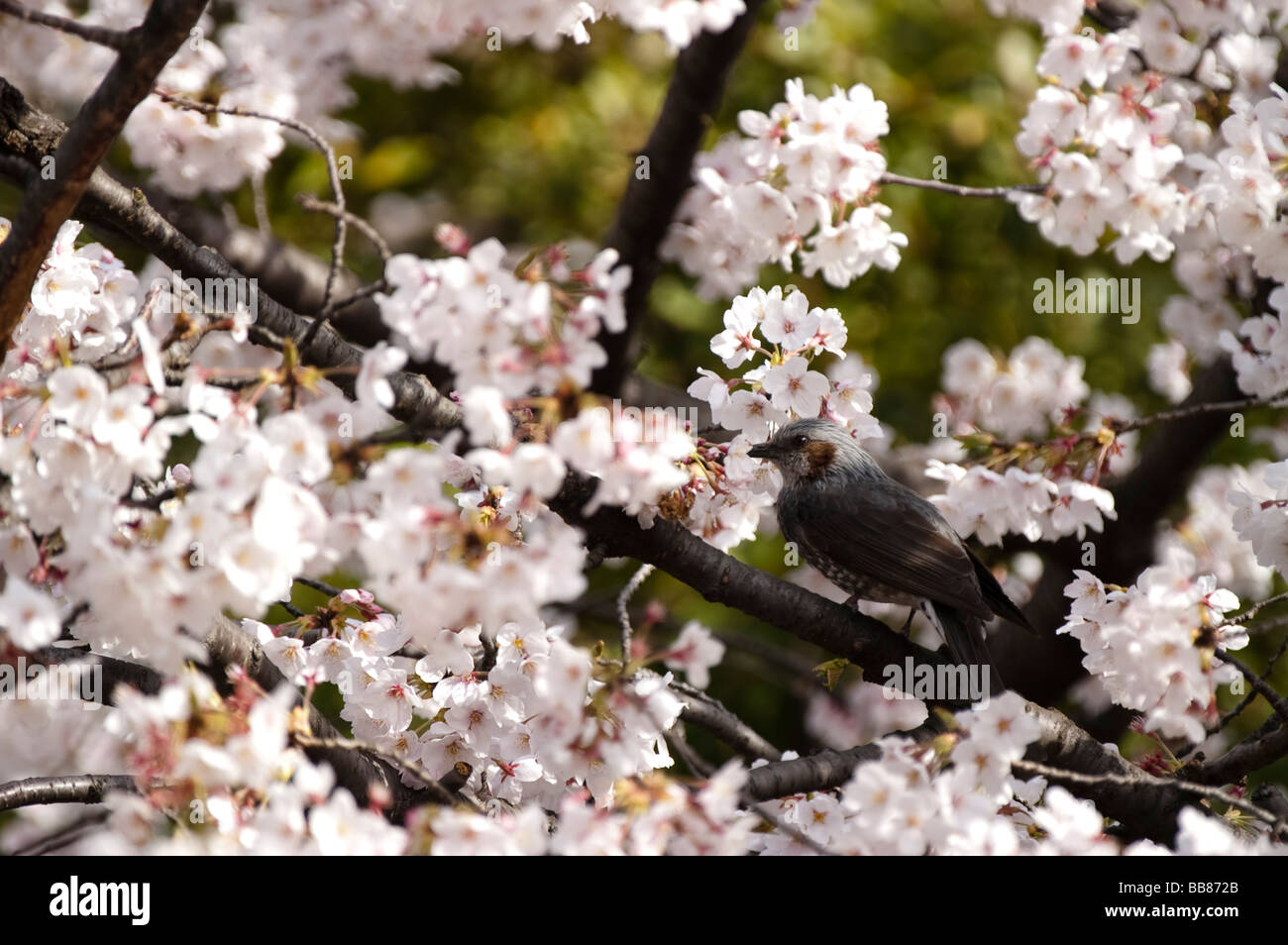 Japanese Flora And Fauna High Resolution Stock Photography and Images ...