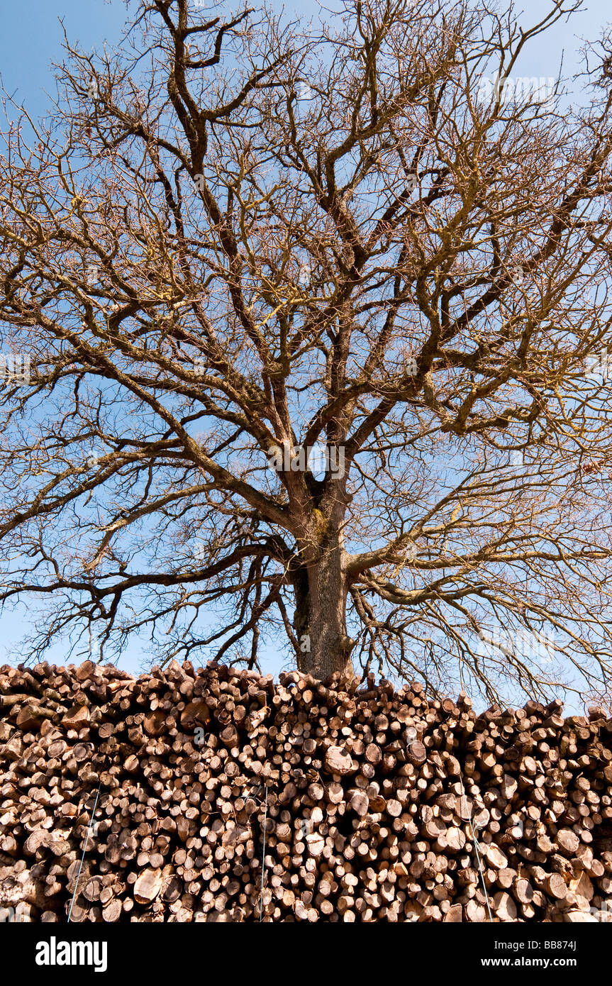 Oak tree and stack of logs for firewood - France Stock Photo - Alamy