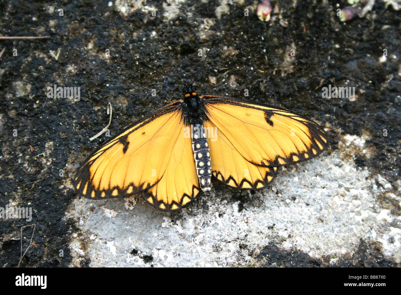 Moth india hi-res stock photography and images - Alamy