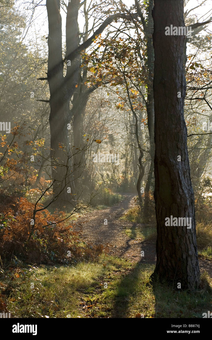 Light streaming in through trees hi-res stock photography and images ...