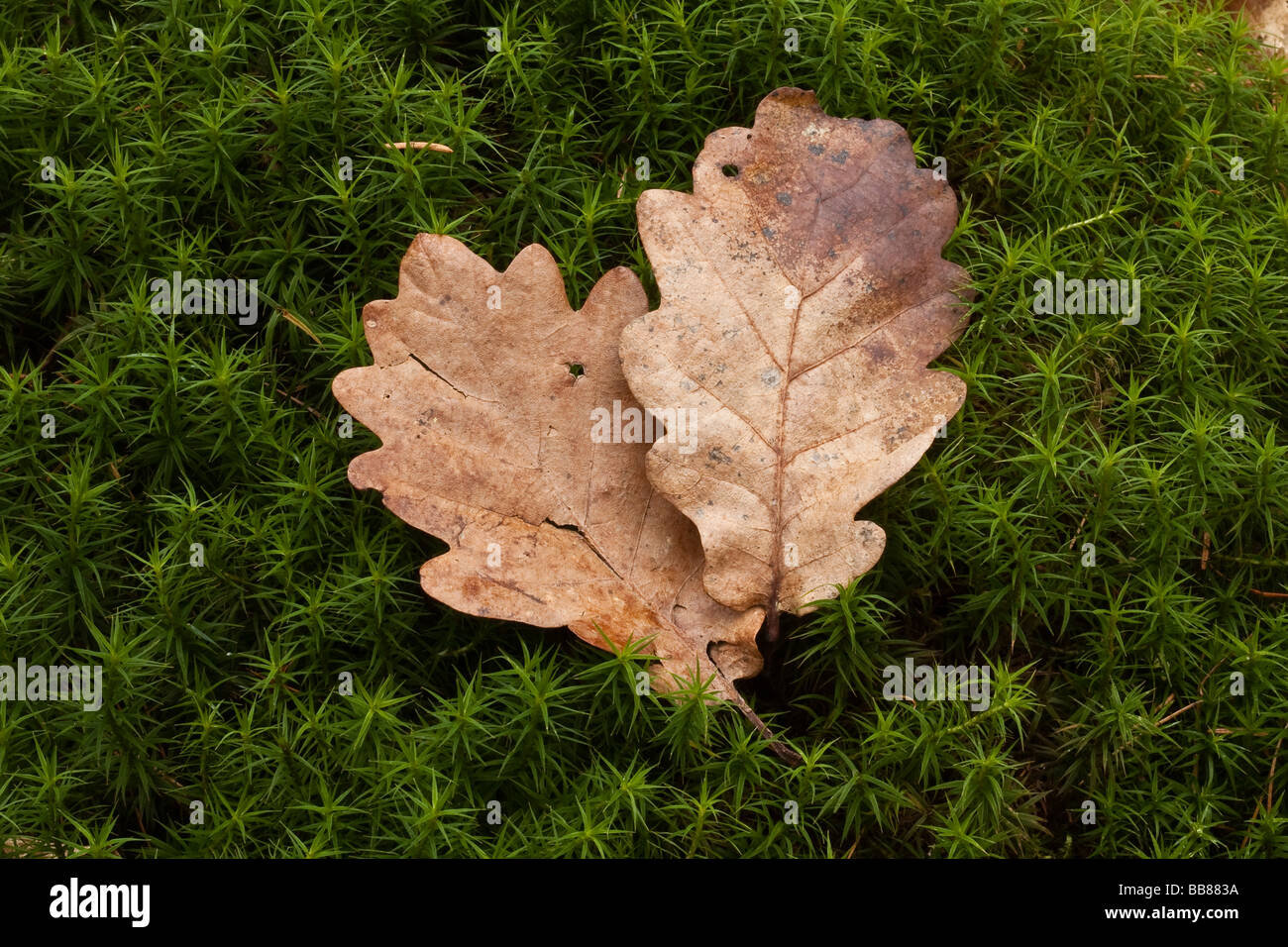 Common Haircap Moss, Common Hair Moss, or Great Goldilocks (Polytrichum ...