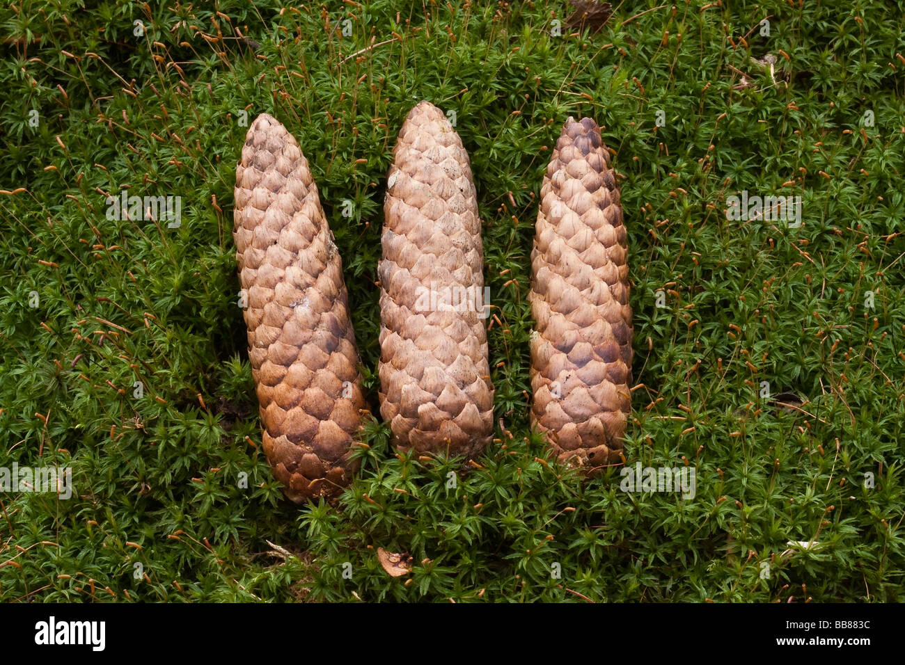 Common Haircap Moss, Common Hair Moss or Great Goldilocks (Polytrichum ...