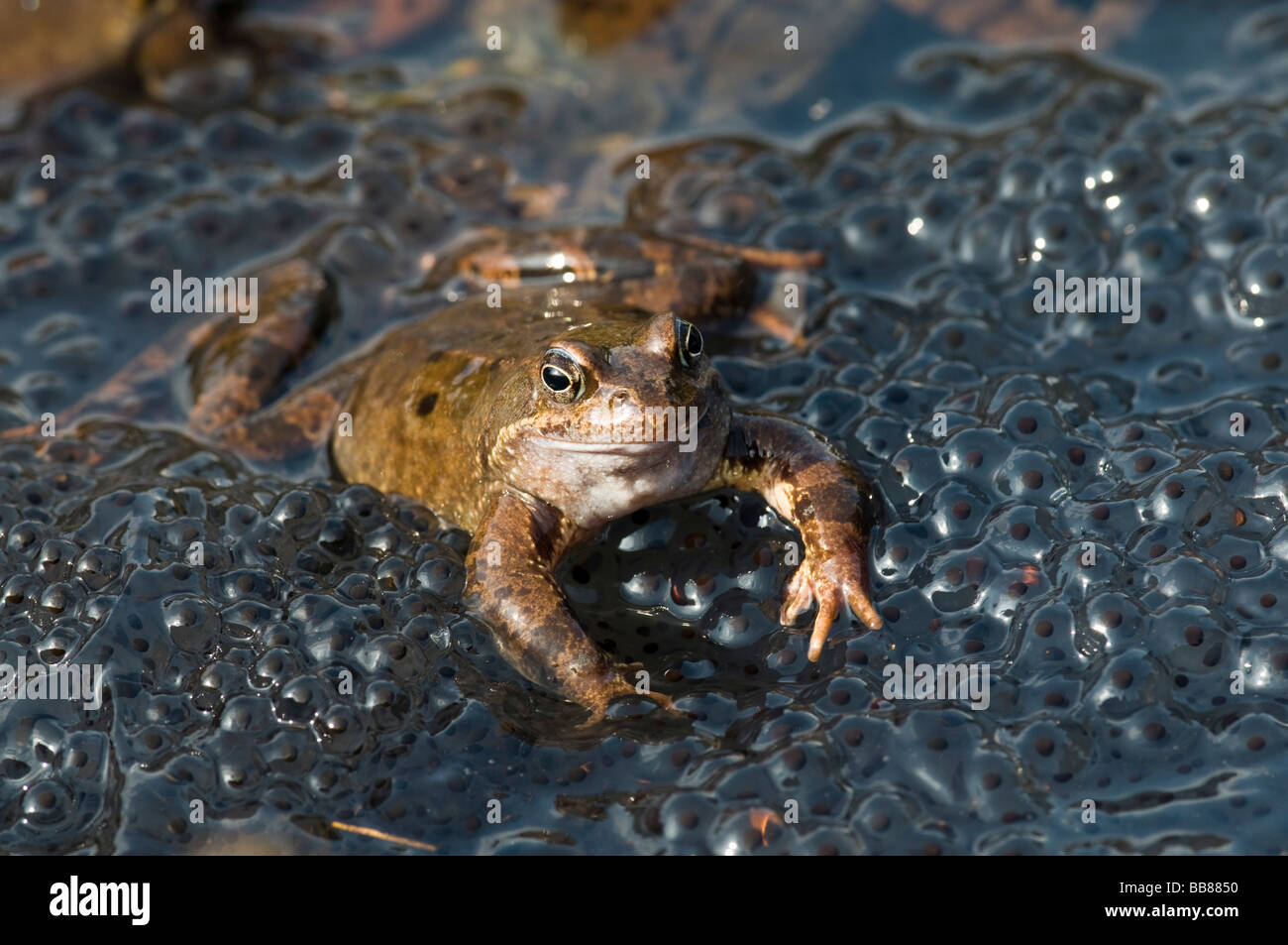 European Common Brown Frog (Rana temporaria) amidst frogspawn Stock ...