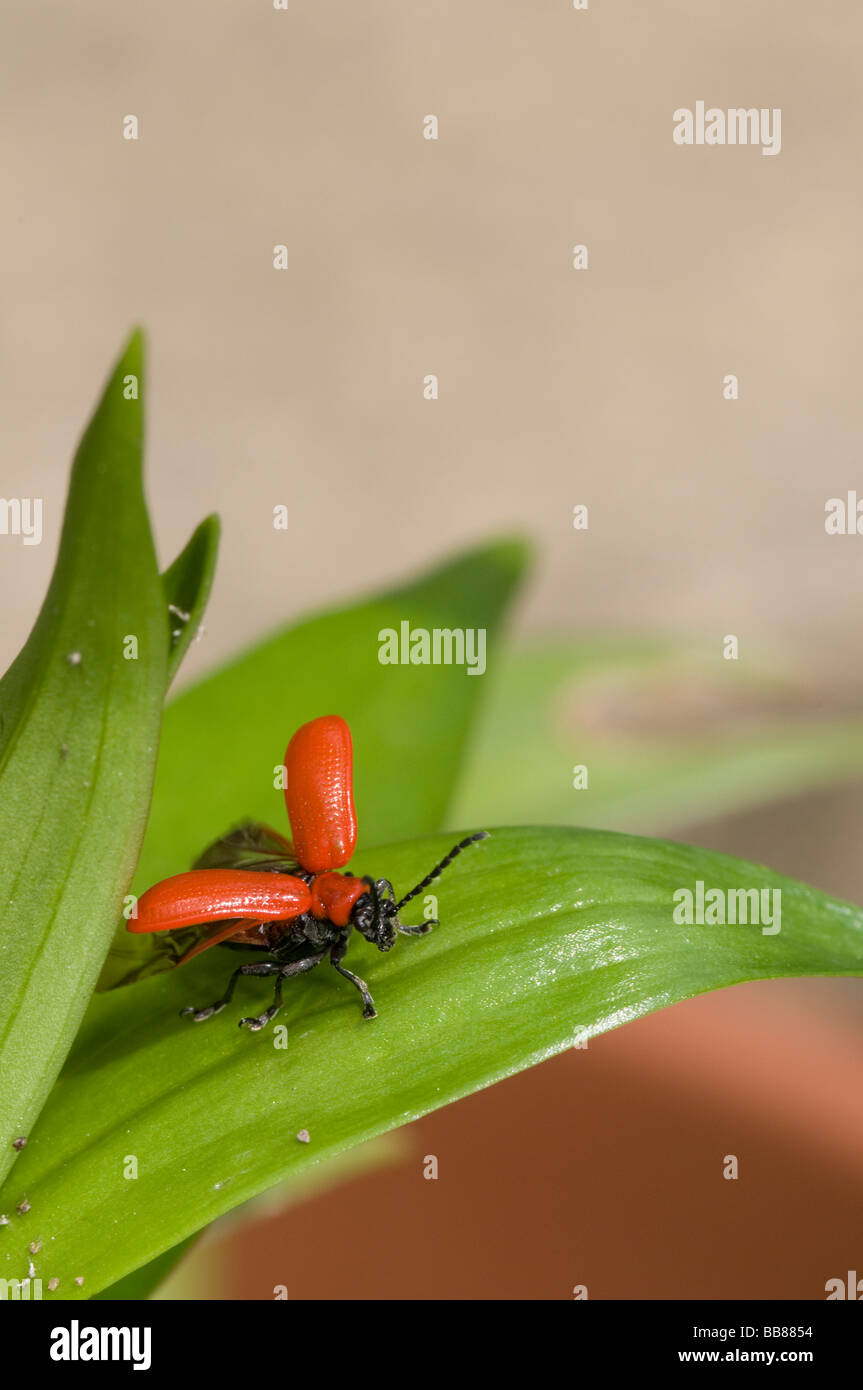 Red lily beetle hi-res stock photography and images - Alamy