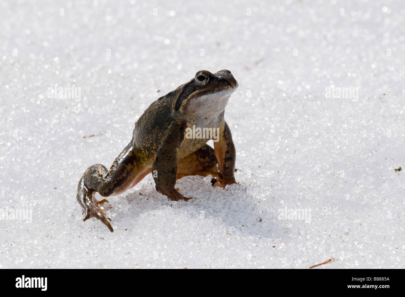 Run over frog hi-res stock photography and images - Alamy