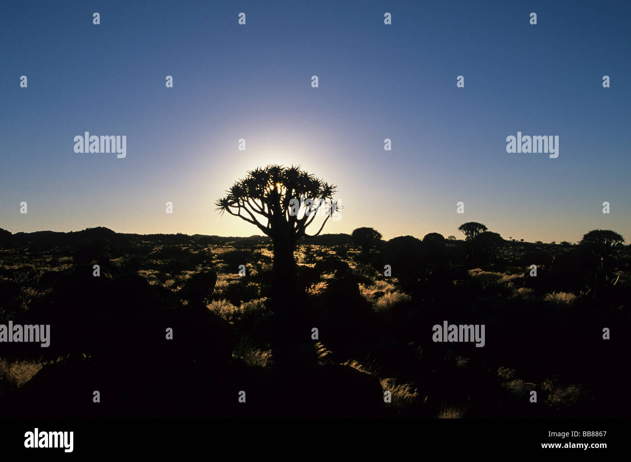 Full quiver hi-res stock photography and images - Alamy