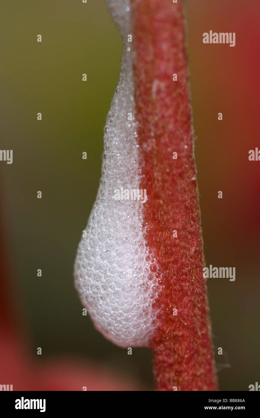 Secretion of hi-res stock photography and images - Alamy