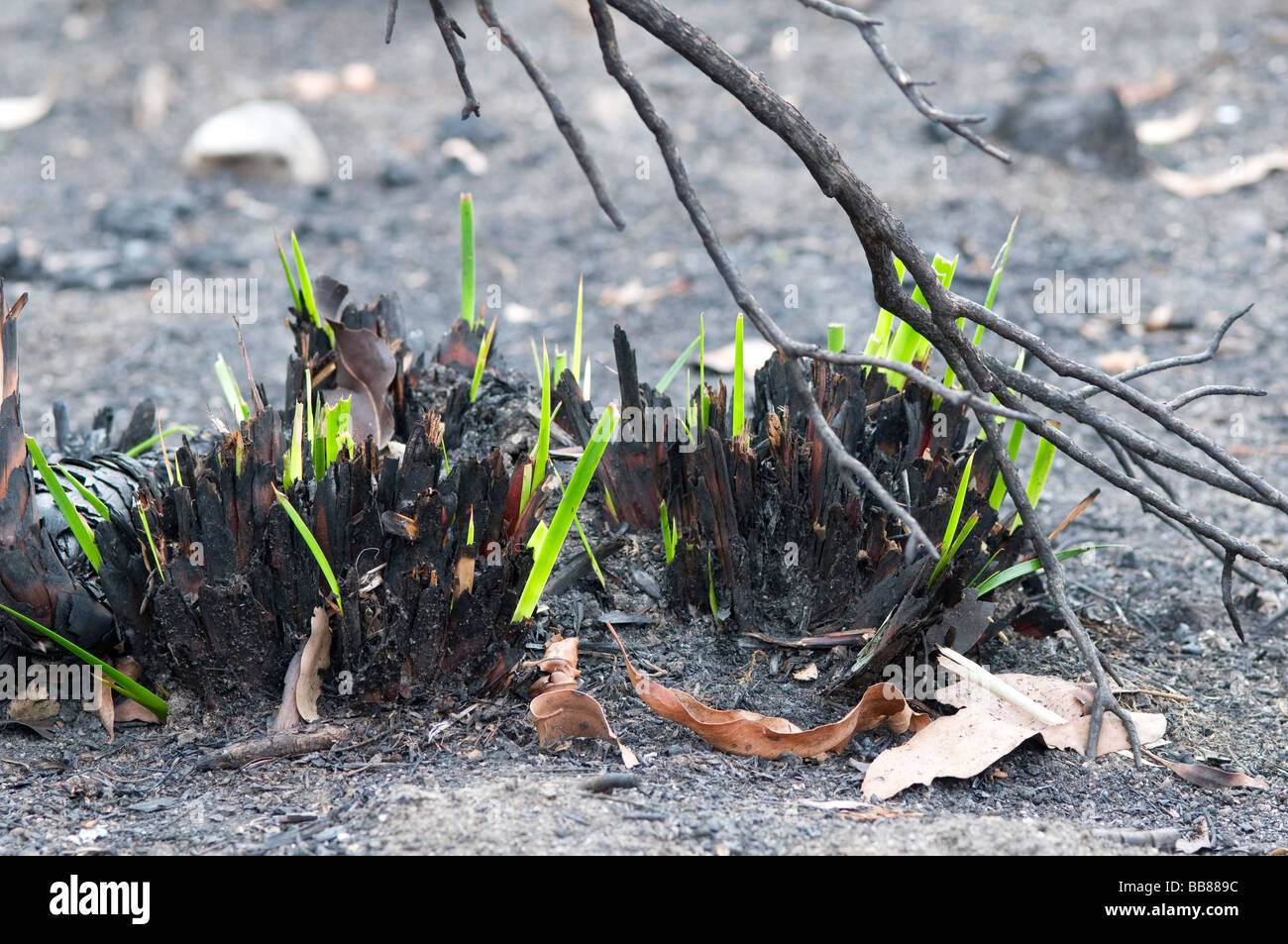 New green shoots growing from the burnt ground six weeks after a ...