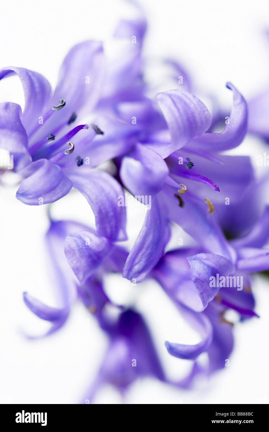 Bluebell hyacinth hi-res stock photography and images - Alamy