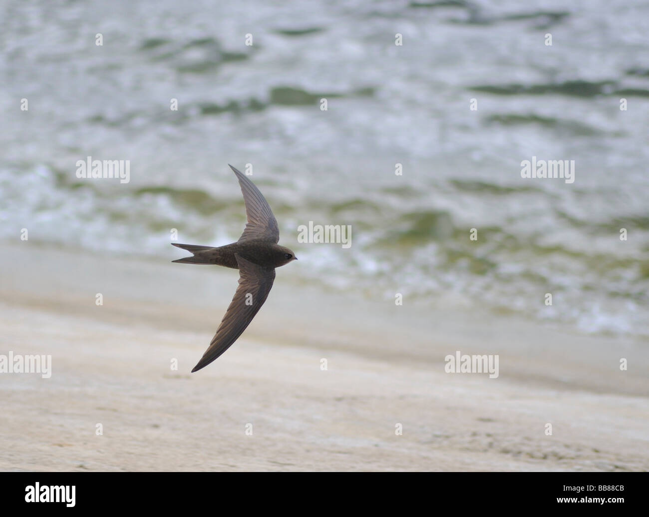 Common Swift. Apus apus IN FLIGHT OVER WATER. French: Martinet noir ...