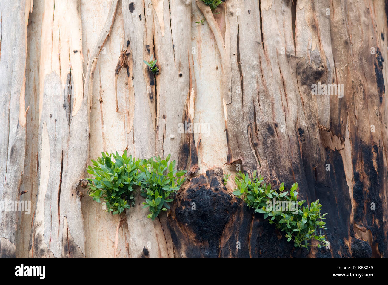 Fire damaged tree showing new growth on the trunk six weeks after a ...