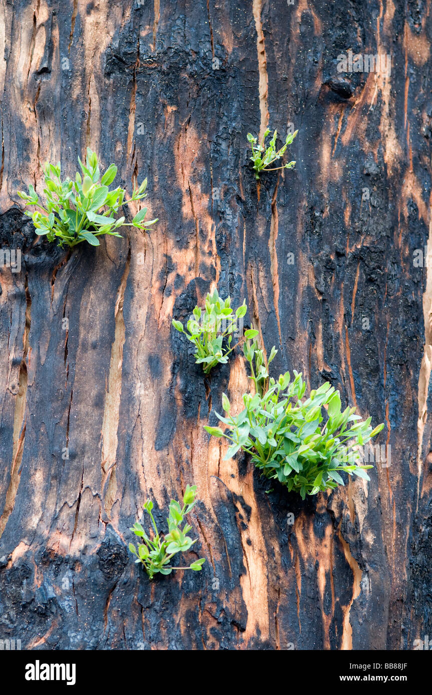 Fire damaged tree showing new growth on the trunk six weeks after a ...
